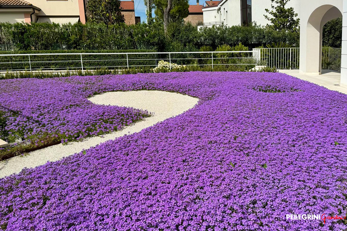 la Verbena hybrida l'alternativa al prato ~ Pellegrini Giardini
