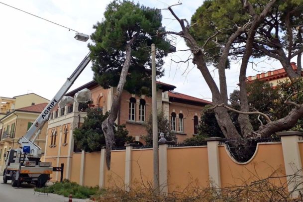 How to prune a Pine or Pinus pinea correctly~Pellegrini Gardens